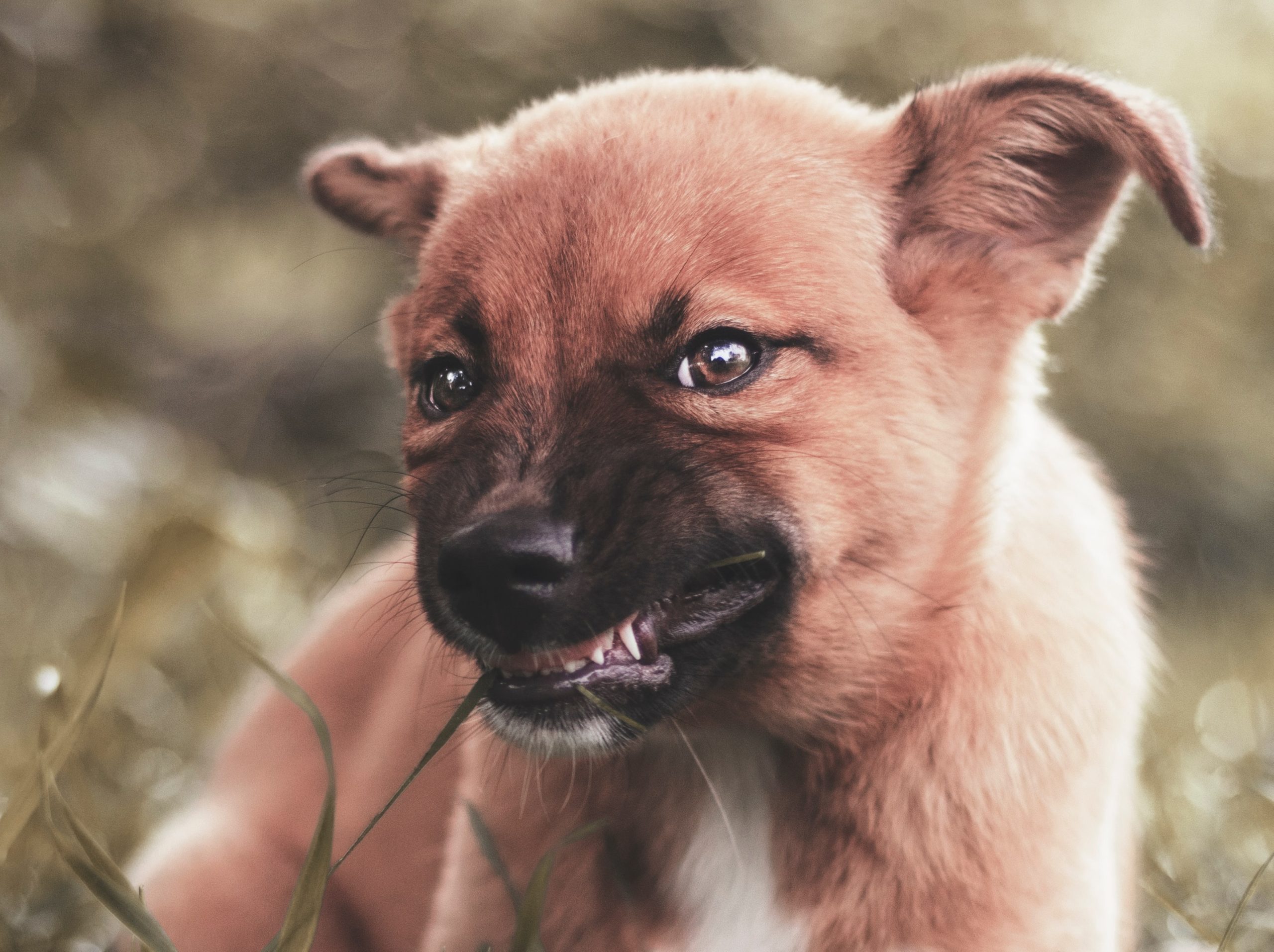 A Guide to Dog Growls & What They Mean | March 2020